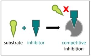 Enzyme Regulation & Metabolic Pathways
