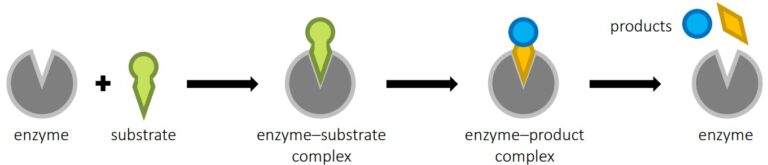Enzymes and Metabolism Explained: IB Biology Study Guide - Easy Sevens ...