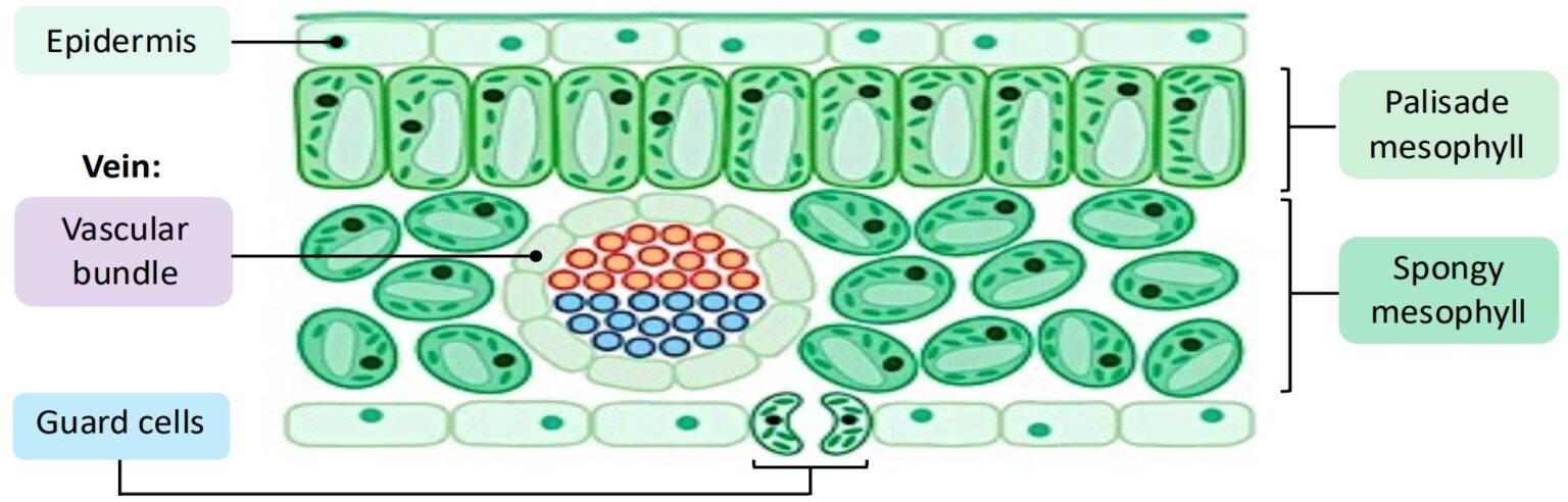 Understanding Plant Tissue Systems: Structure and Function of Leaves ...