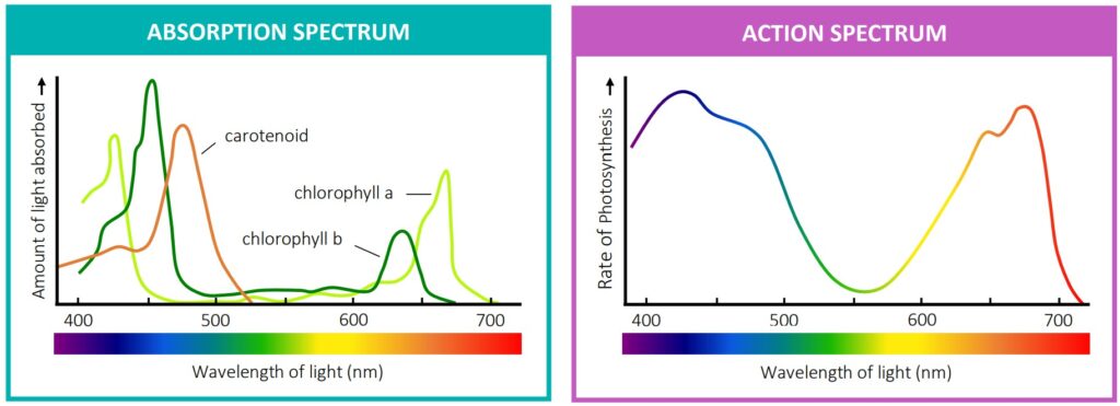 IB Biology Photosynthesis: From Light Reactions to the Calvin Cycle