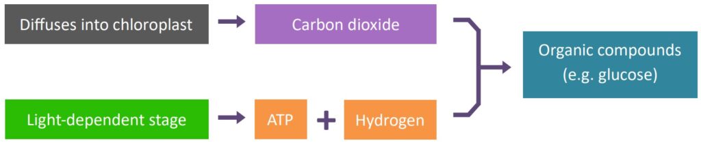 IB Biology Photosynthesis: From Light Reactions to the Calvin Cycle