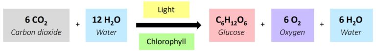 IB Biology Photosynthesis: From Light Reactions to the Calvin Cycle