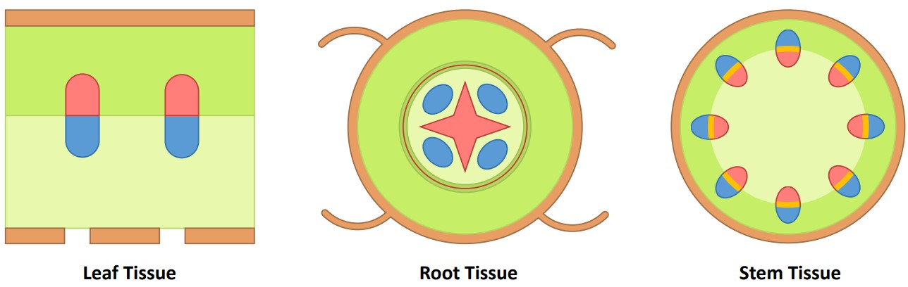 Understanding Plant Tissue Systems: Structure and Function of Leaves ...