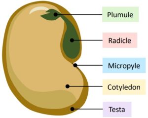 Germination & Plant Reproduction: Study Guide for IB Biology