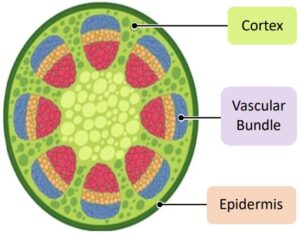 Understanding Plant Tissue Systems: Structure and Function of Leaves ...