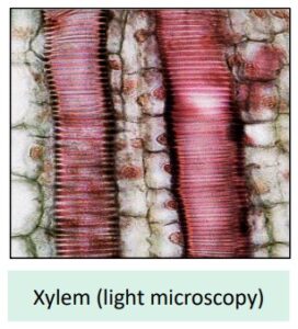 Transpiration in Plants: The Hidden Highway System of Water