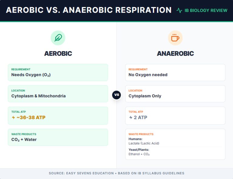 Cellular Respiration: Glycolysis, Link Reaction, Krebs Cycle & More