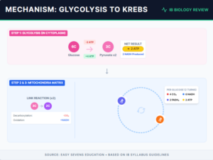 Cellular Respiration: Glycolysis, Link Reaction, Krebs Cycle & More